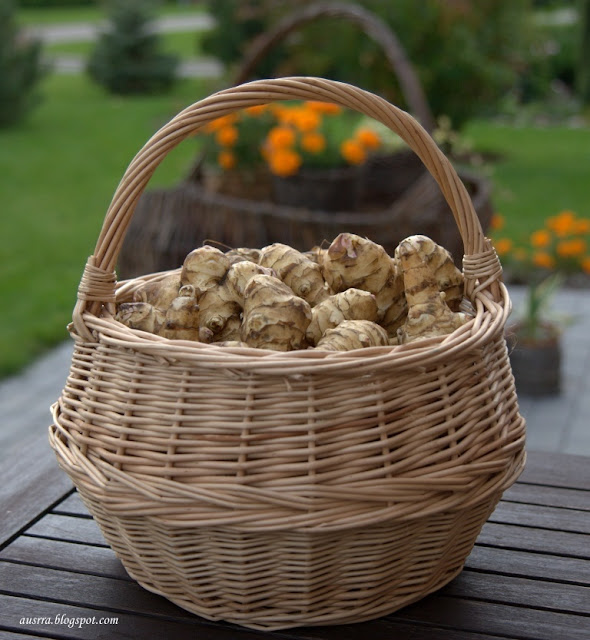 Tarp vėjo gūsių: KEPTI TOPINAMBAI