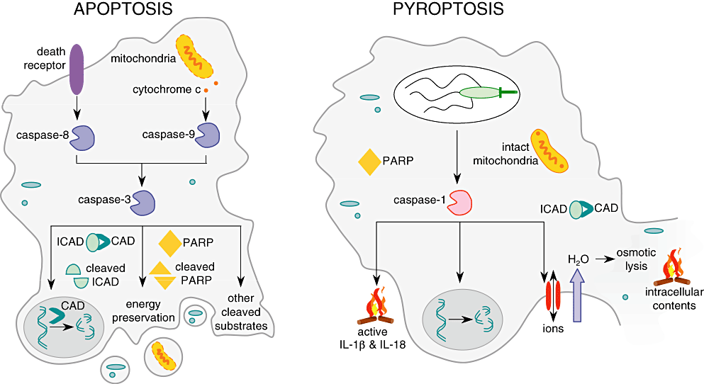 EXAMS AND ME : Pyroptosis