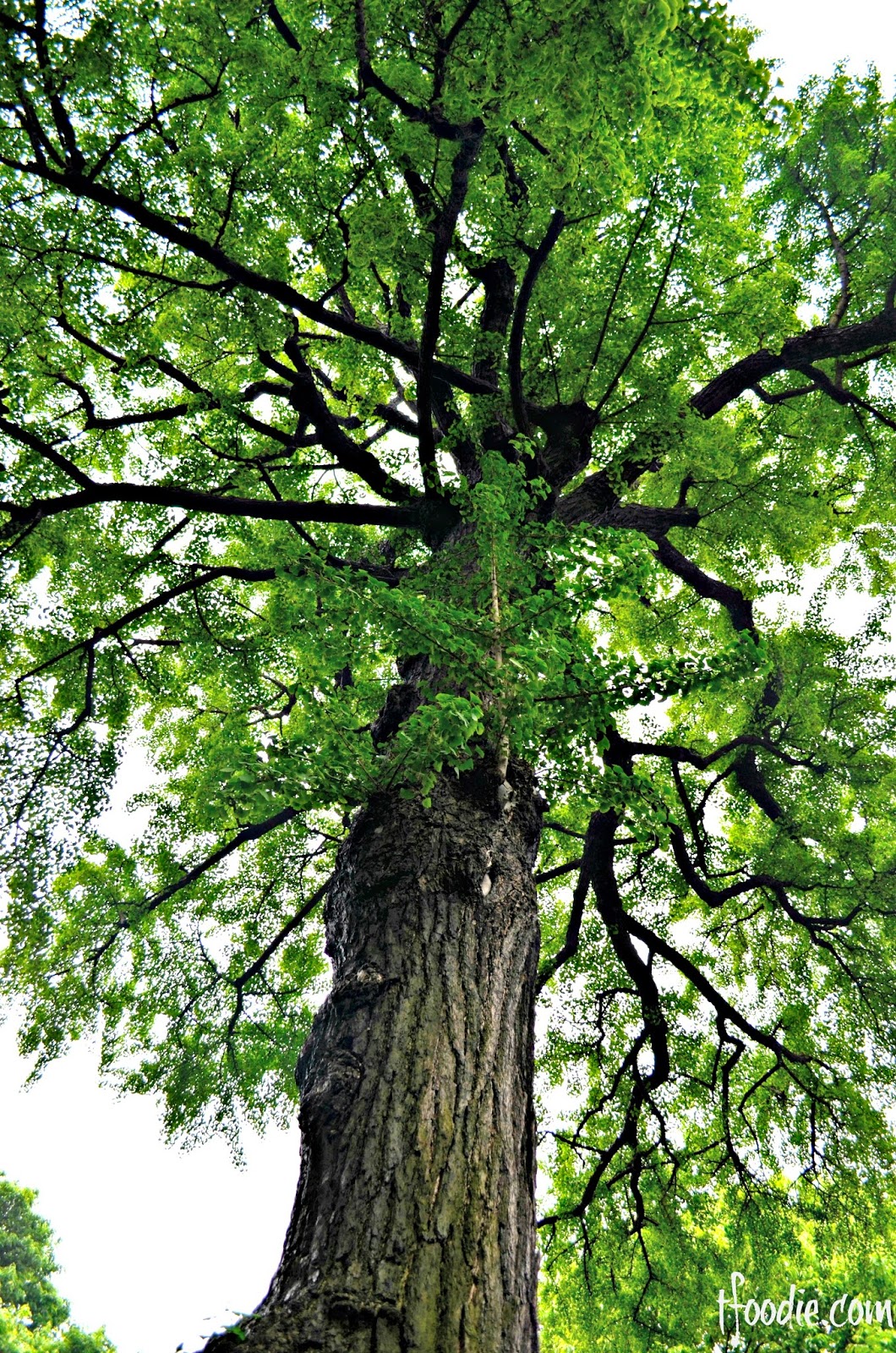 The traveling foodie: Yu Gardens, Shanghai