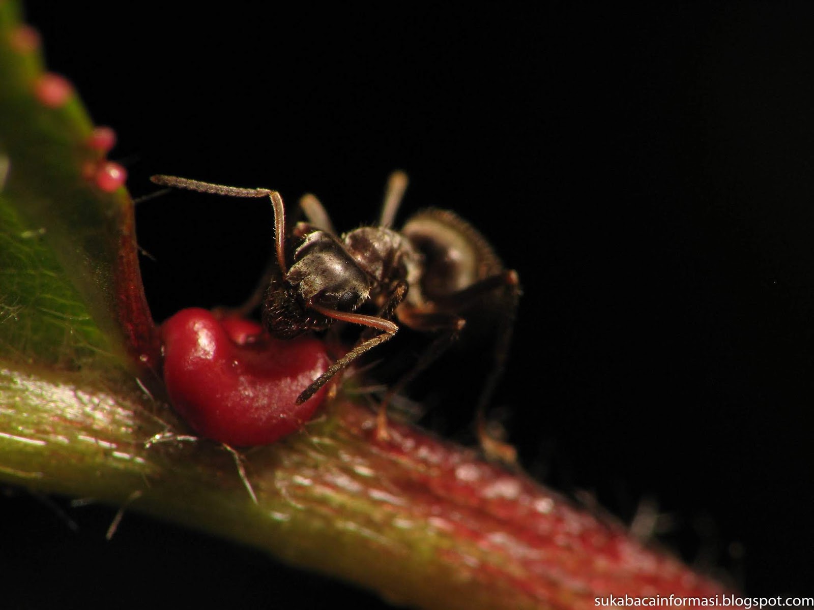 Kumpulan Gambar Semut