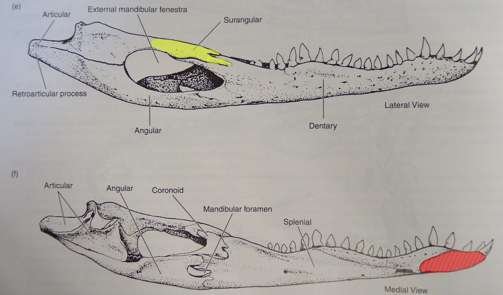 Biology of the Reptilia: Lab #3. Crocodylia. Alex Valigosky and Jeff Walker