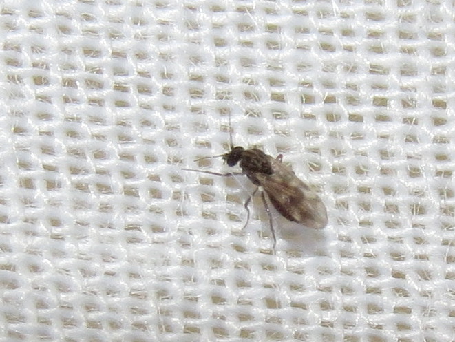 What Are The Tiny Flies That Attracted To Light | Psoriasisguru.com