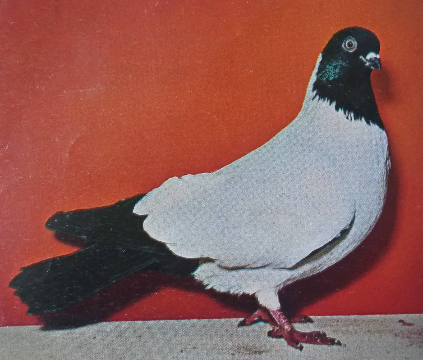 Nun Pigeon with Origin Description Size Ornaments Color Comment and ...