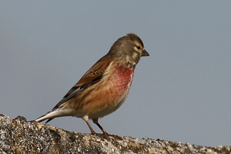TERRITORIO NATURAL: PARDILLO COMÚN