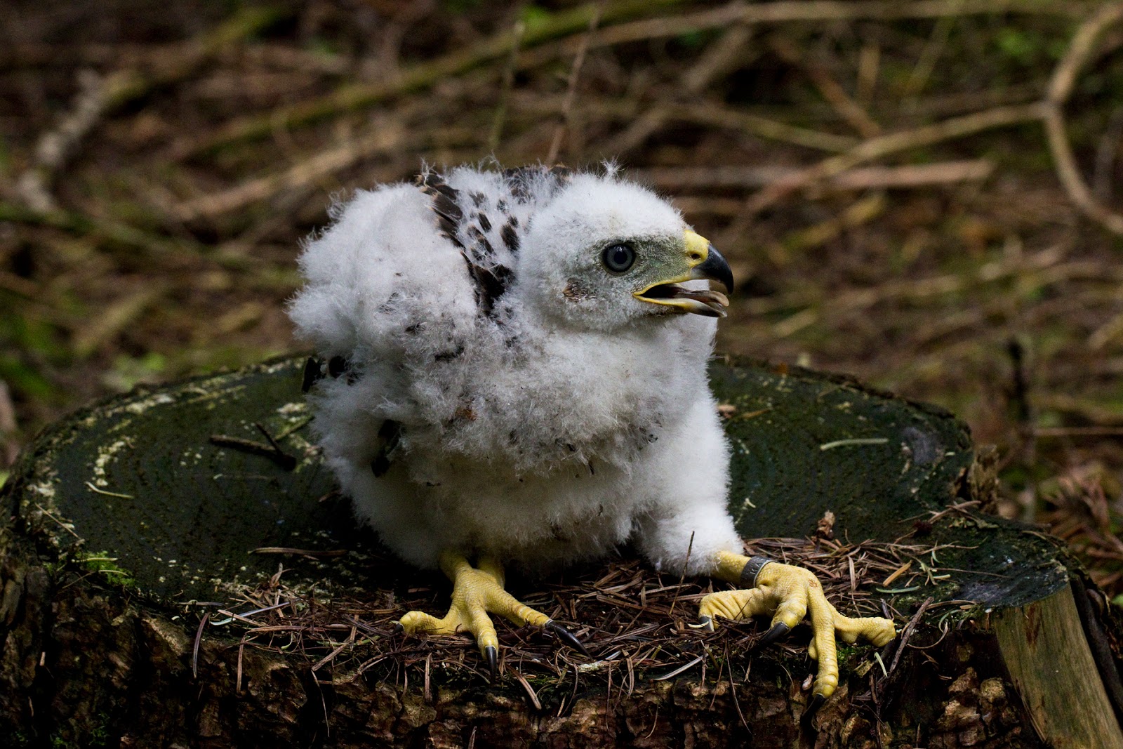 Martin's Sussex Birding Blog: Goshawk Chicks