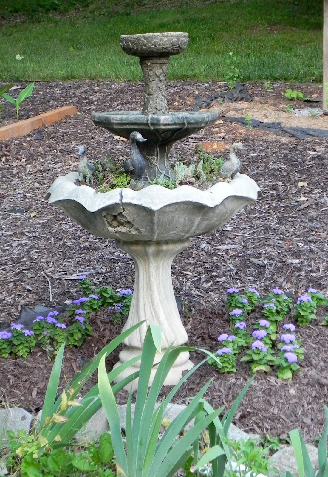 Gone Walkabout 2: Pinterest Inspired: Succulent Bird Bath Garden