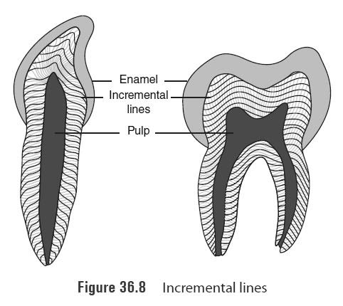 Dentin 1 (dentin structure) l Oral histology and biology MCQs for ...