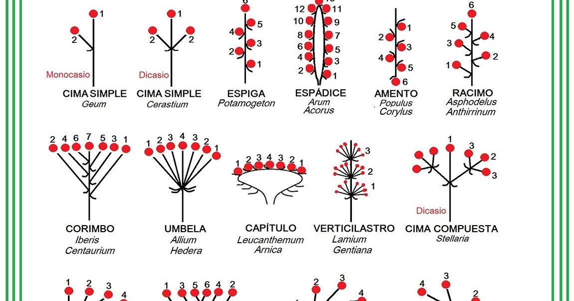 FLORA DE PIRINEOS: Inflorescencias