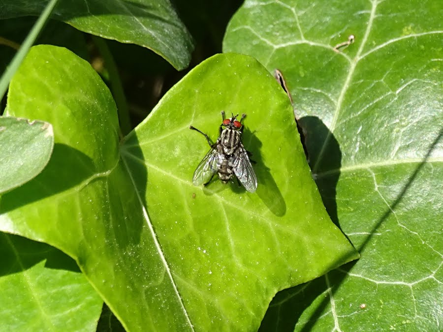 Port and Wey: Portland Insects F