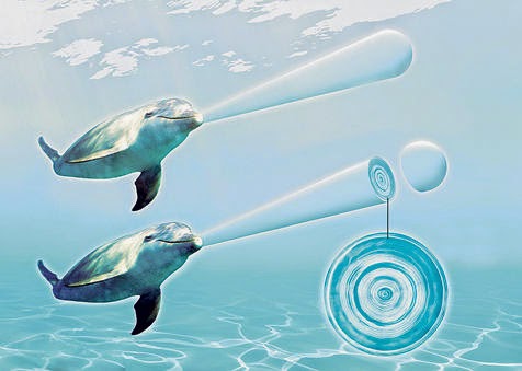 A MAGYAROK TUDÁSA: DELFINEK