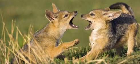 Características del chacal Para saber más de animales Para saber más de ...