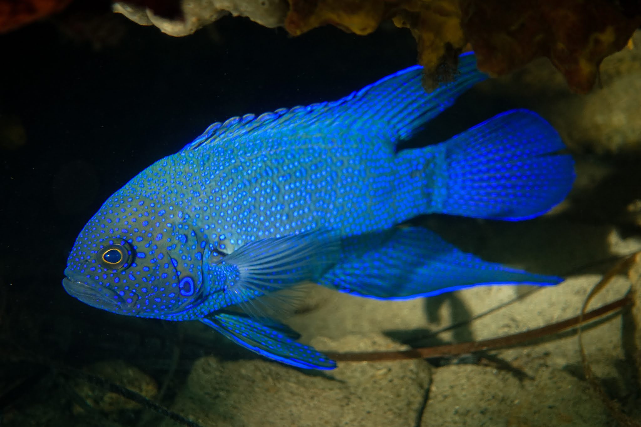 Ten colourful fish that call the Great Southern Reef home