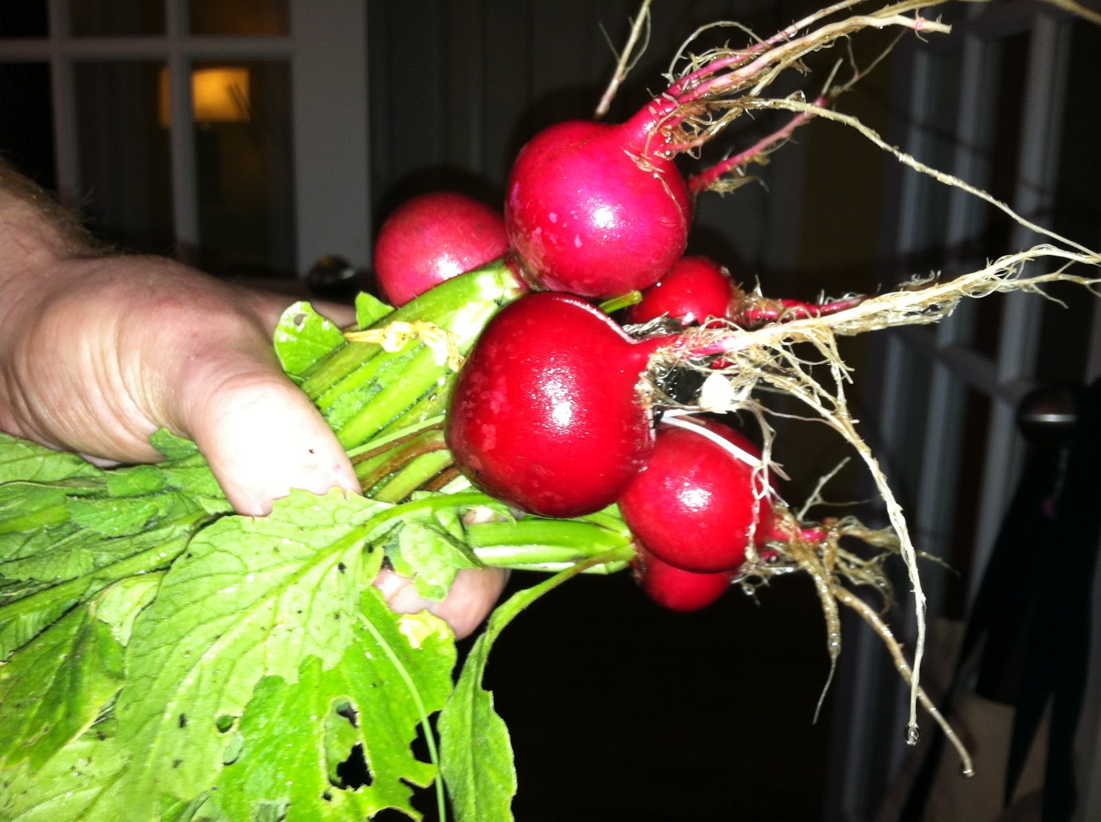 Catawba River District Voices: The Radiant Radish