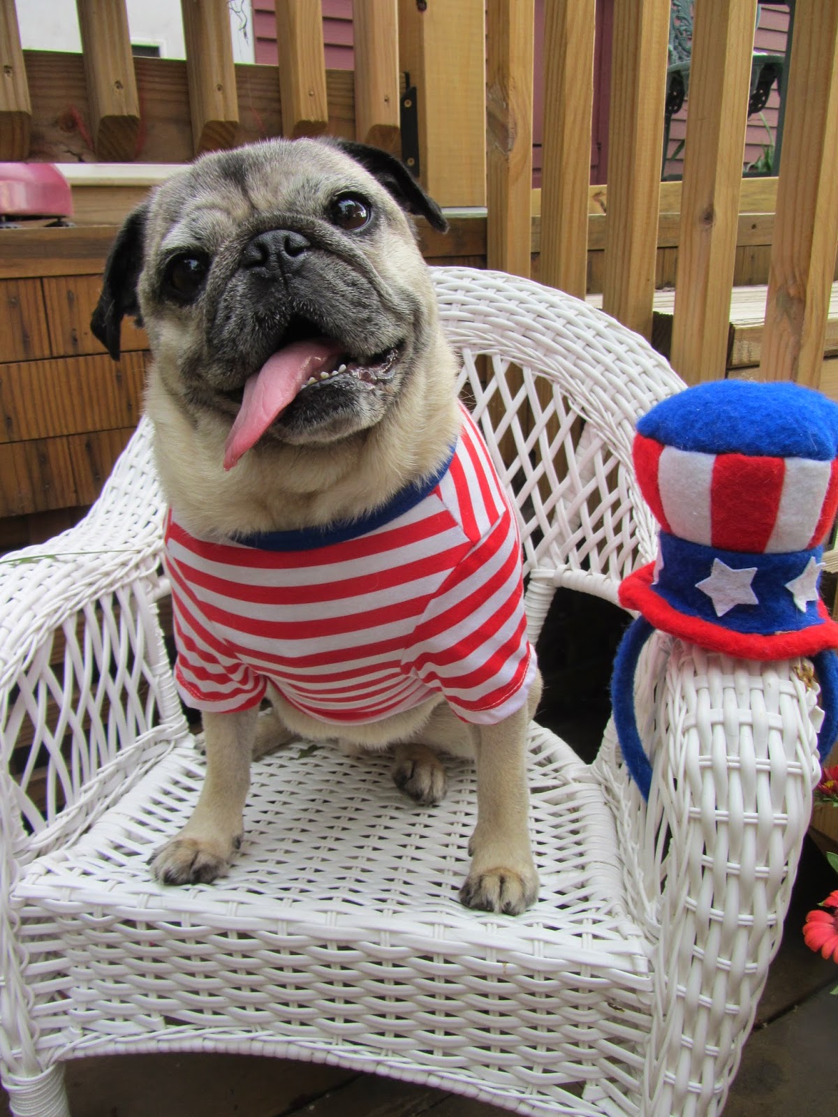 A Day in the Life of Pugs: 4th of July