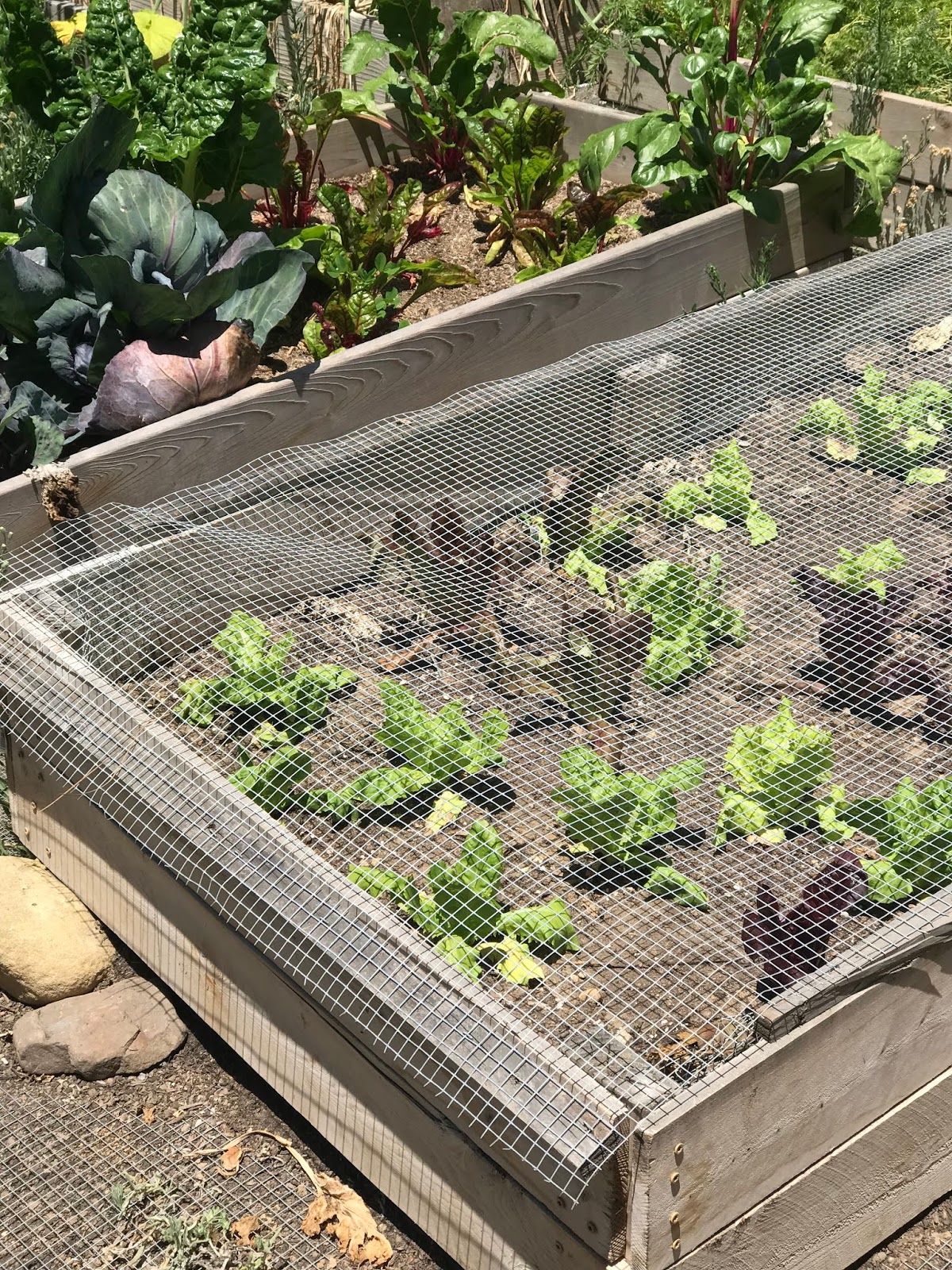 On Discovering A Garden: How to gopher proof your garden.....