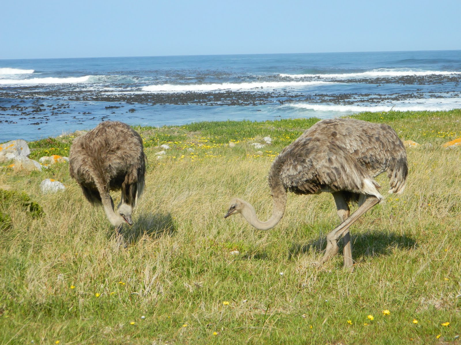 Watching the Sun Bake: Ostrich - A Bird With Its Head Out of the Sand