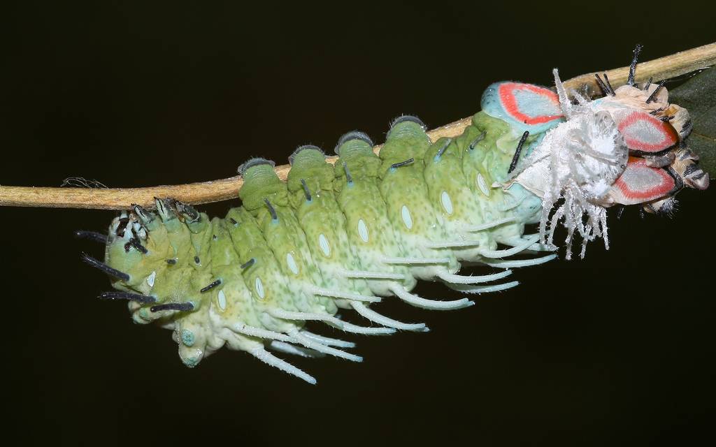 Ecdysis: When Growing Up is More than Skin Deep | The Ark In Space