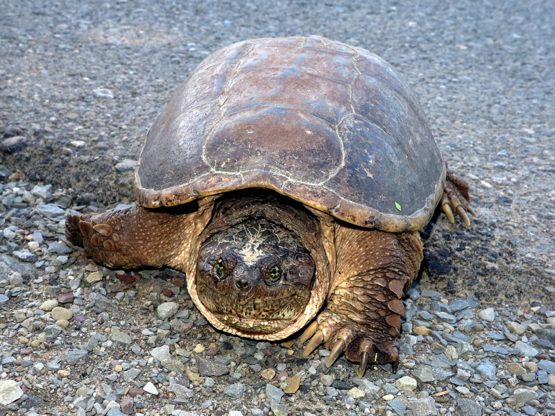 The Joyce Road Neighborhood: Snapping Turtles