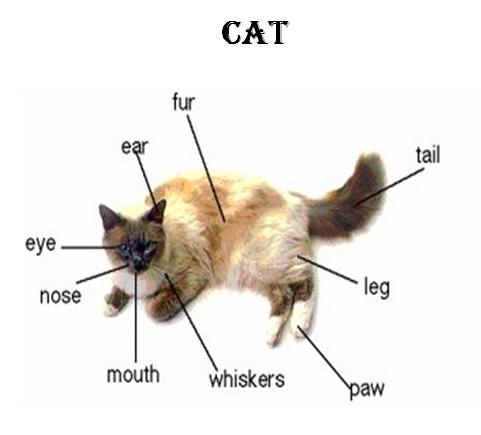 SCIENCE YEAR 3 ( ANIMALS ): OBSERVING AND RECOGNISING EXTERNAL FEATURES ...