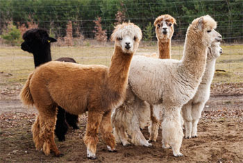 Alpaka, Unta Kecil Berbulu Domba | RE Tawon