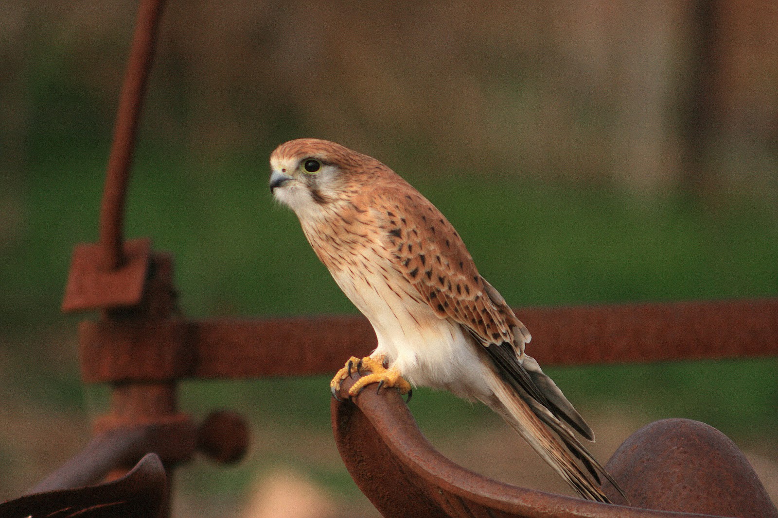 Australian Kestral and Black Falcon