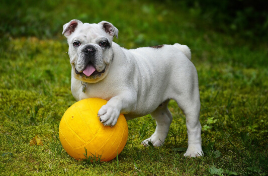 How To Say Dog In Tagalog Translation Filipino Parenting how-to-say-dog-in-tagalog-translation-filipino-parenting