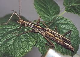 Costa Rica Insights: A Bug with a Chastity Belt? Costa Rica's Walking ...