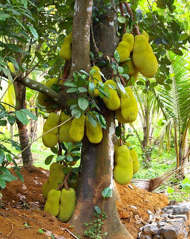Artocarpus heterophyllus - Jackfruit - හෙරලි / කොස් / වරකා / වැල ...