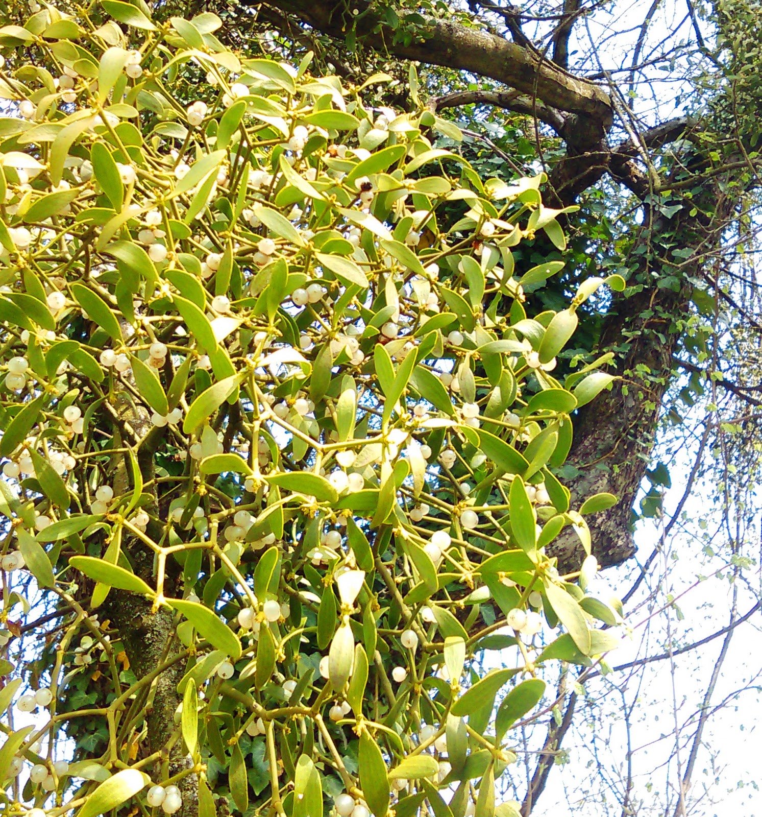 Naturalicious : Bela omela