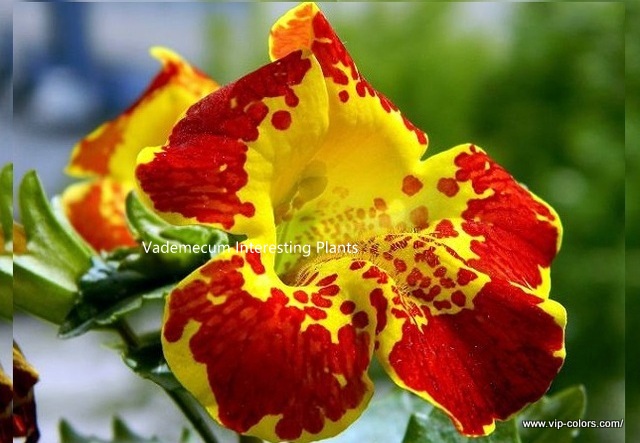 Vademecum Interesting Plants: Mimulus tigrinus - Kroplik tygrysi ...