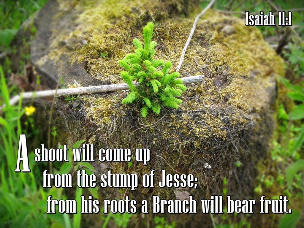 His Word In Pictures Isaiah 11 1