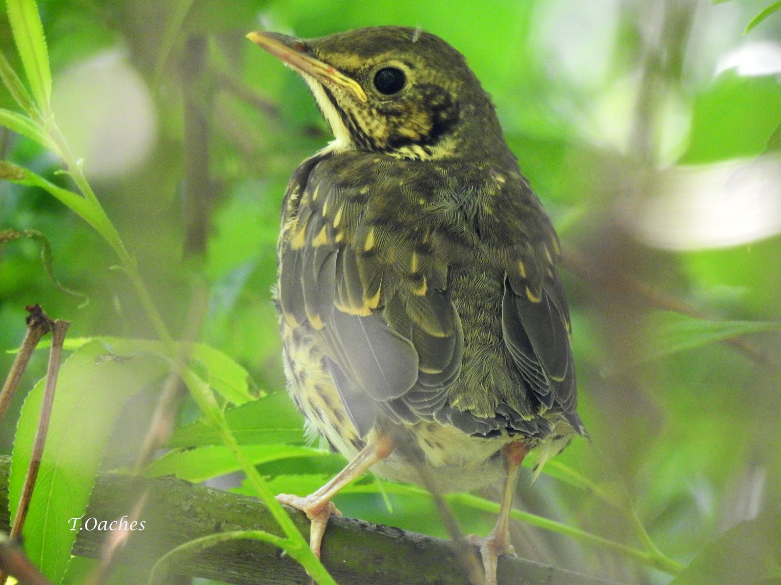PASARI DIN ROMANIA: STURZ CANTATOR, Turdus philomelos