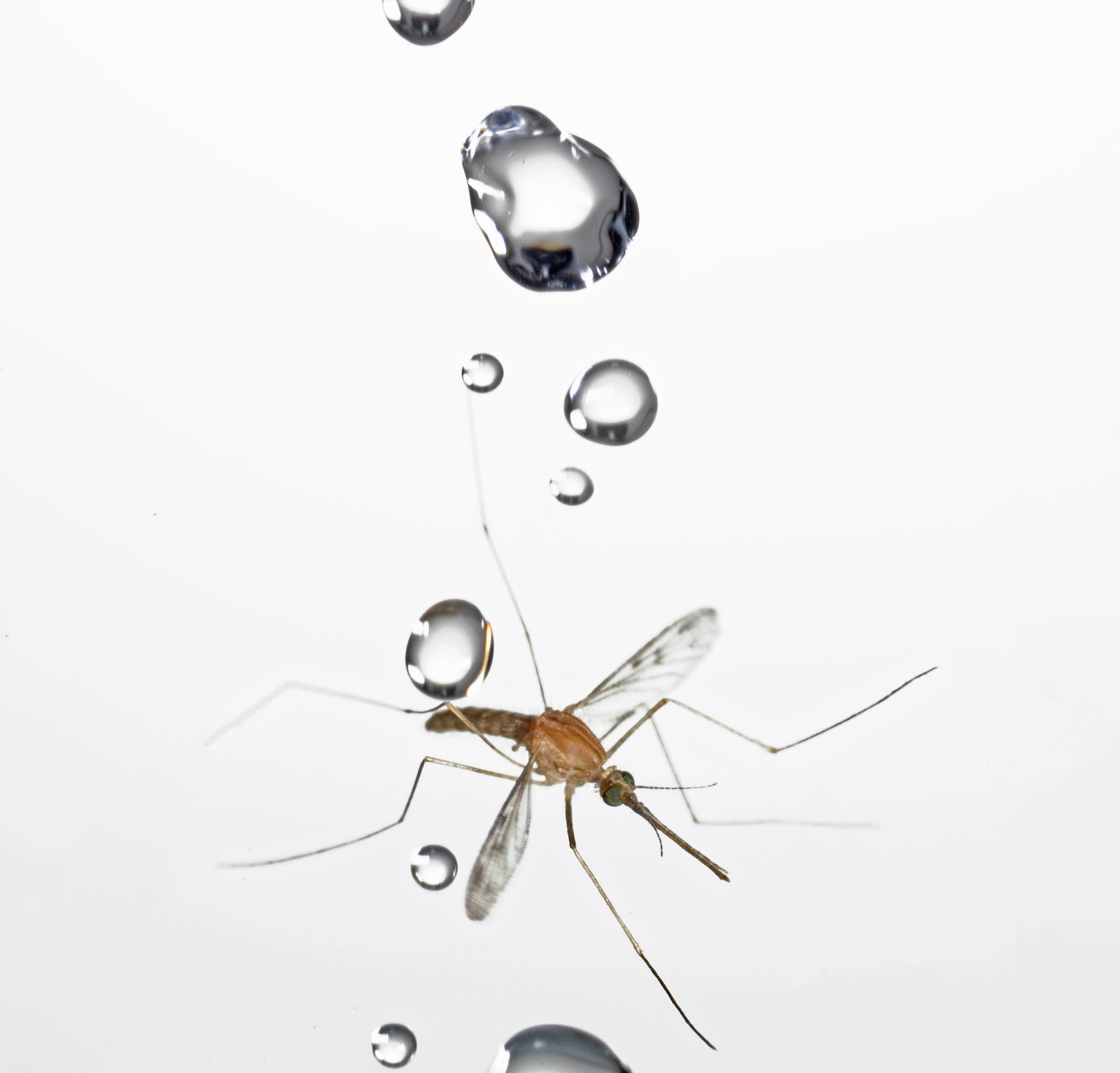Inkfish: Why You Can't Kill a Mosquito with a Raindrop