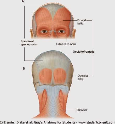 Morfofunción: Cabeza y cuello: Músculos de los párpados y de las cejas