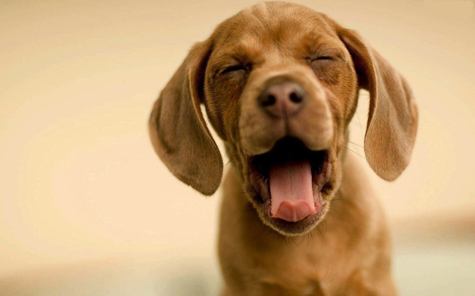 Cachorros de perros graciosos - Imagui