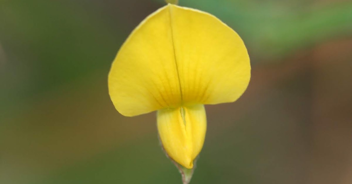 Native Florida Wildflowers: Low Rattlebox - Crotalaria maritima