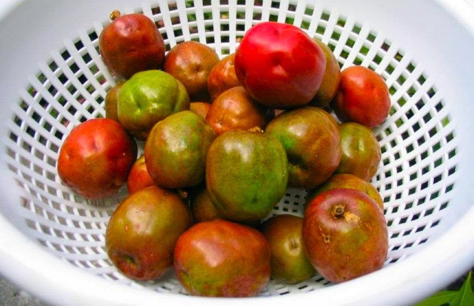 Jocotes Machucados Un Manjar Muy Nica. | Recetas 100% Nicaragüenses