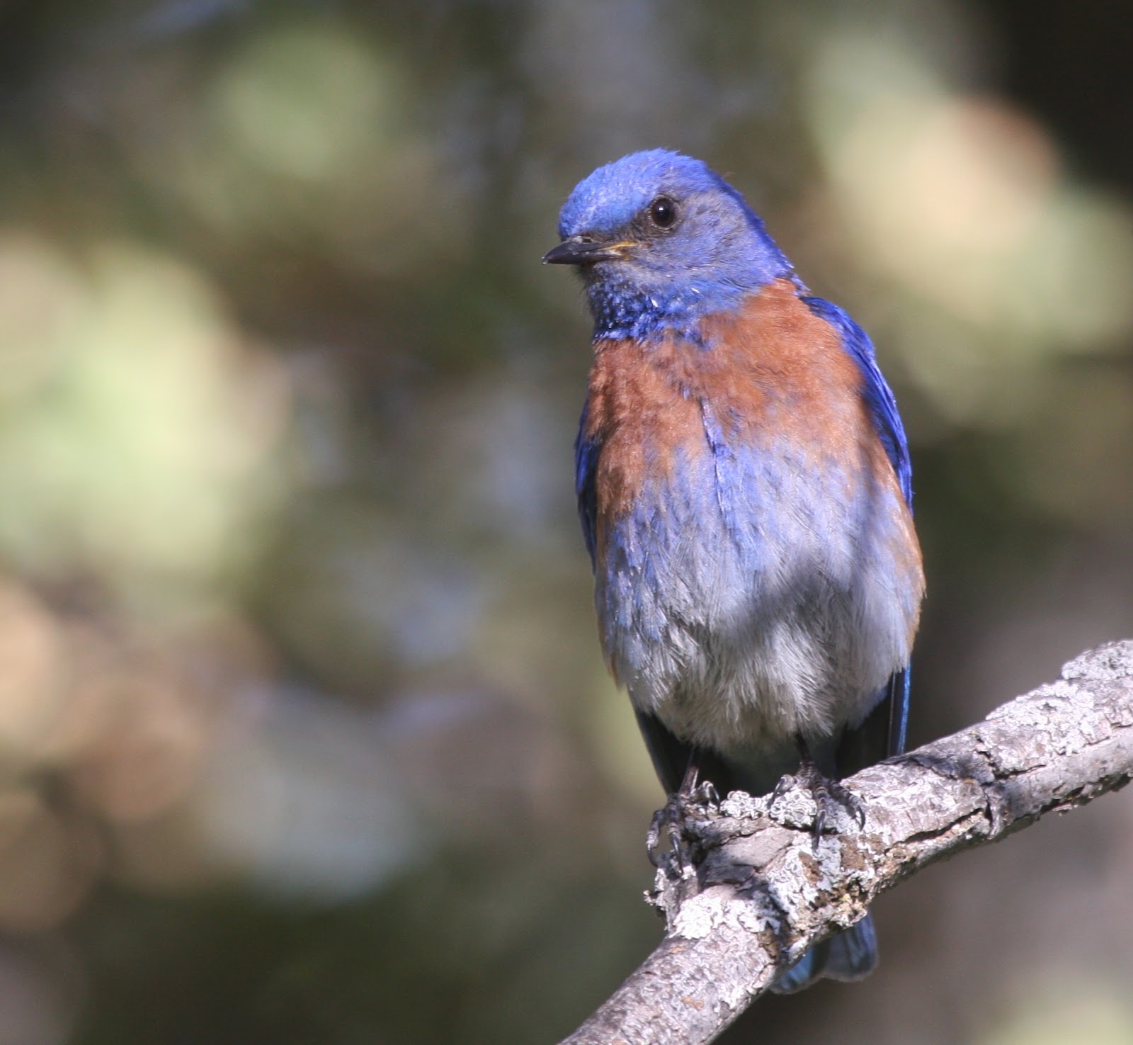 Such-n-Such Bird Blog: California Wanderings, Part 10: Kings Canyon and ...