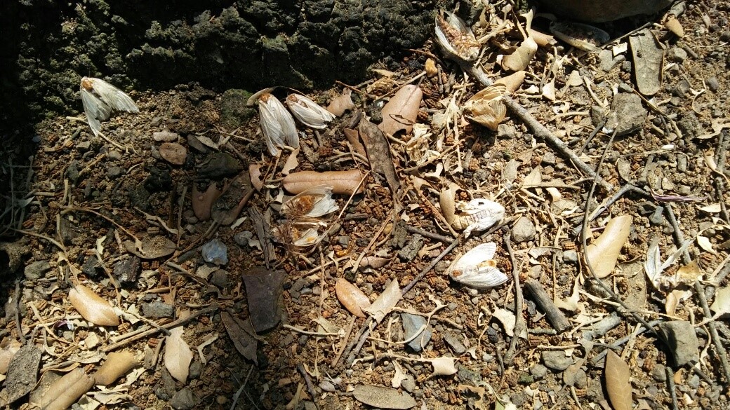 La Natura a la Baixa Tordera: Sobre la Cuca peluda del suro (Lymantria ...