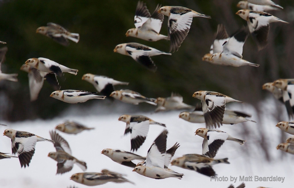 SNOW BUNTING