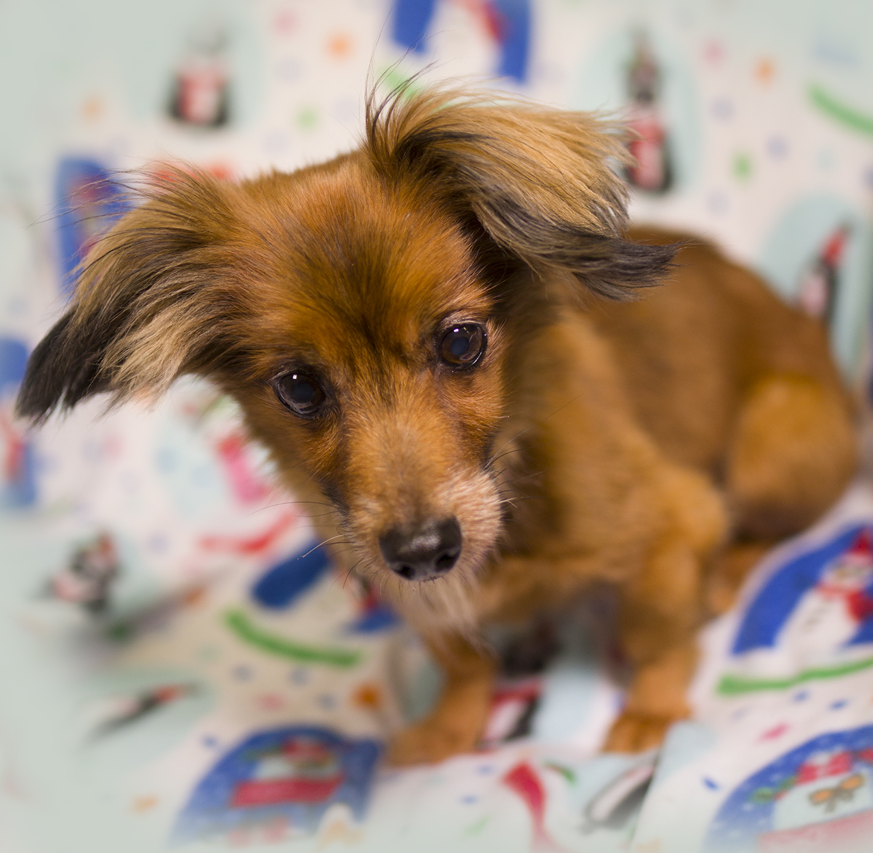 Shelter Dogs of Portland: "MUNCHKIN" little senior longhaired Doxie mix