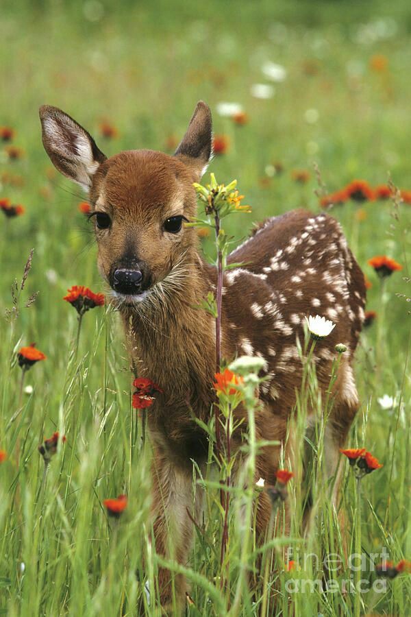 Beautiful deer