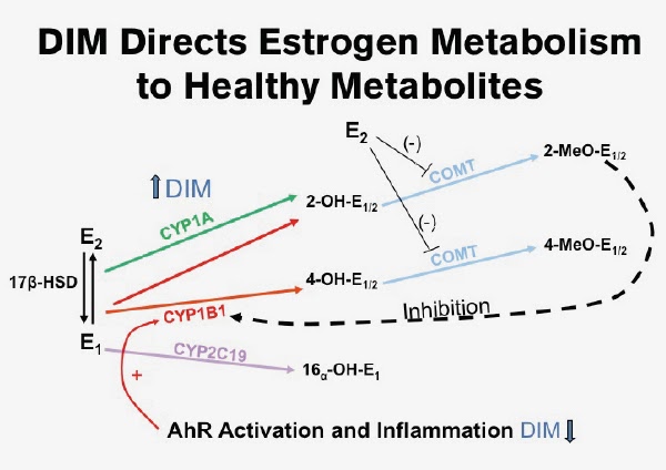 DIM’s Role in Hormone Balancing or Hormone Health - Alberta ...