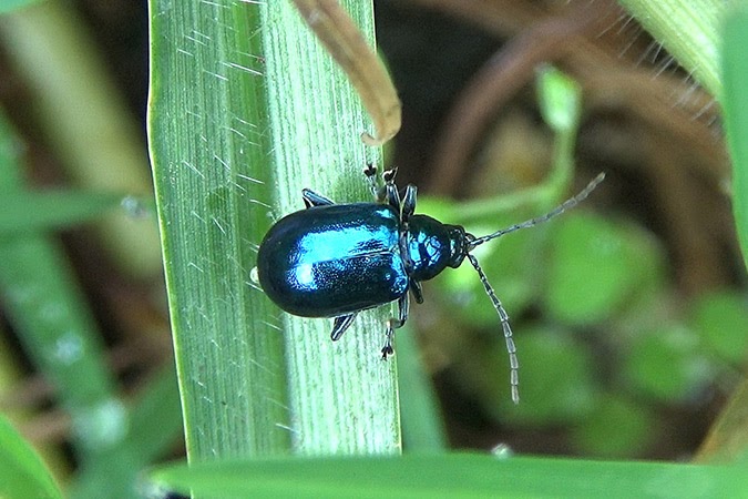 Dringo flea beetle (Altica cyanea)