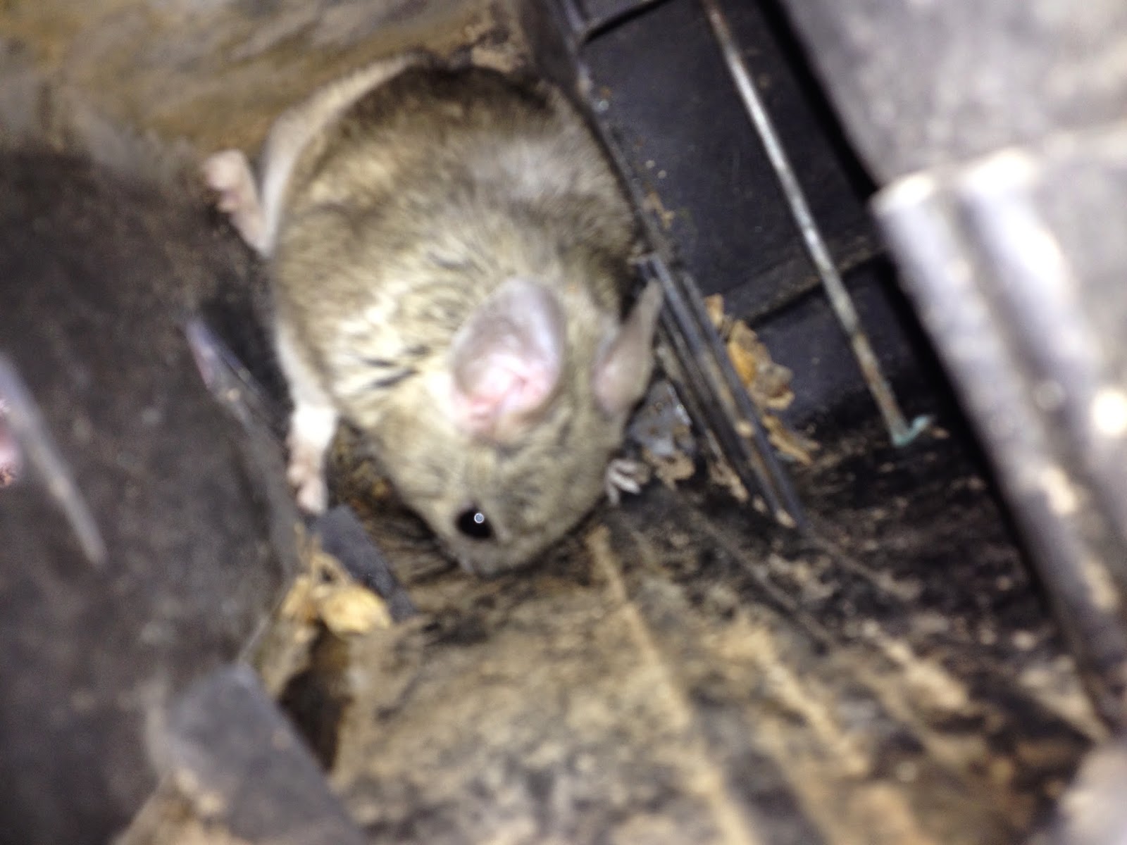 Mr. Pack Rat: Pack Rat Solution Myths