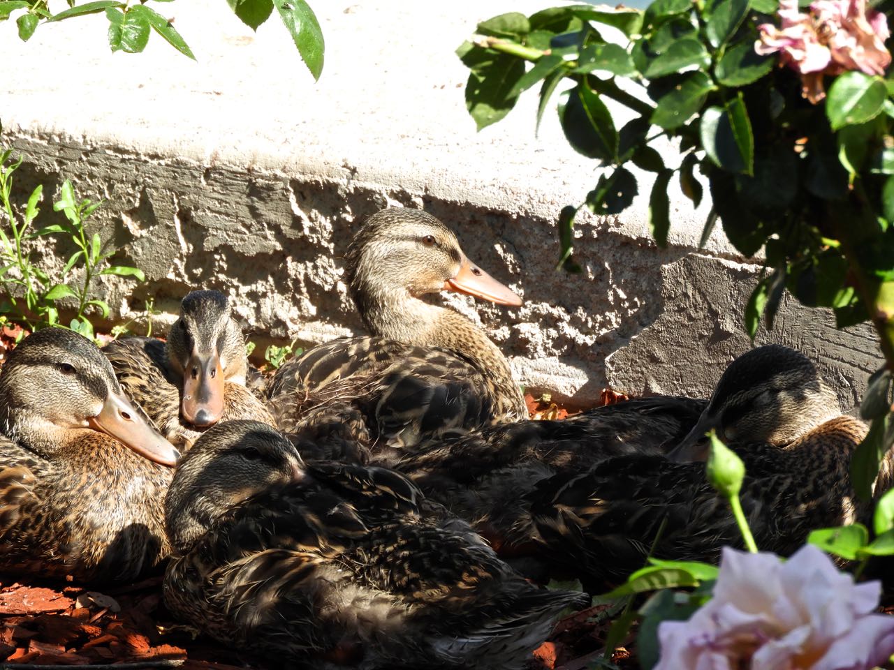 Phoenix Daily Photo: Ducks!! Piles of Ducks!