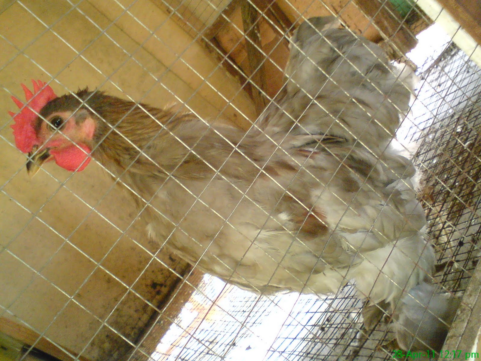 Exotic Bantam Farm: Blue Mini Cochin