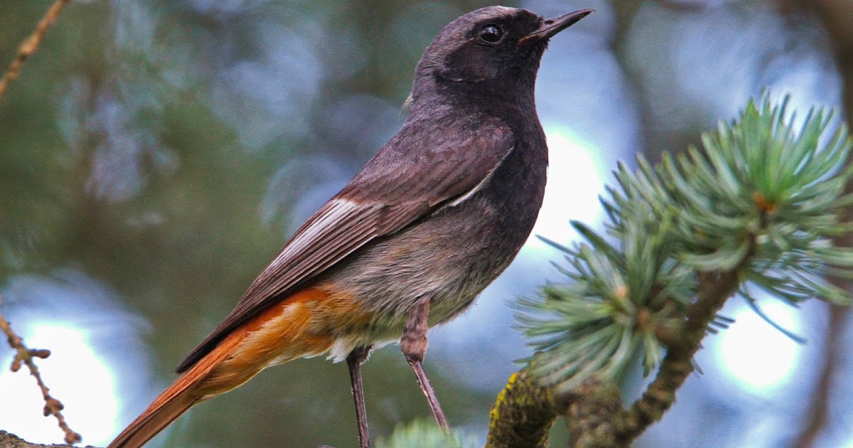 birdphotobrianza: codirosso verderio lecco