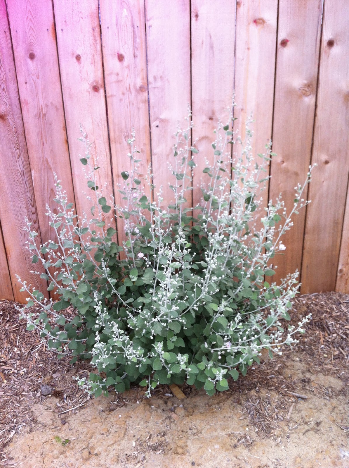 Malacothamnus fremontii - Alchetron, the free social encyclopedia