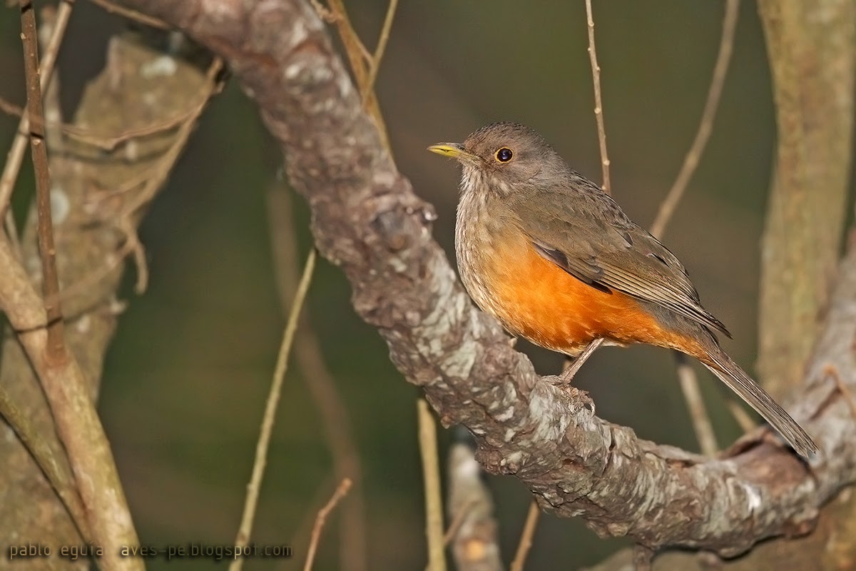 Mis Fotos De Aves Turdus Rufiventris Zorzal Colorado Rufous bellied Thrush mis-fotos-de-aves-turdus-rufiventris-zorzal-colorado-rufous-bellied-thrush
